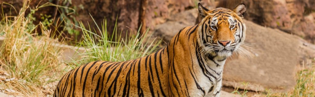 Get to Know about the Leading Tour Company in India - Starline Travels